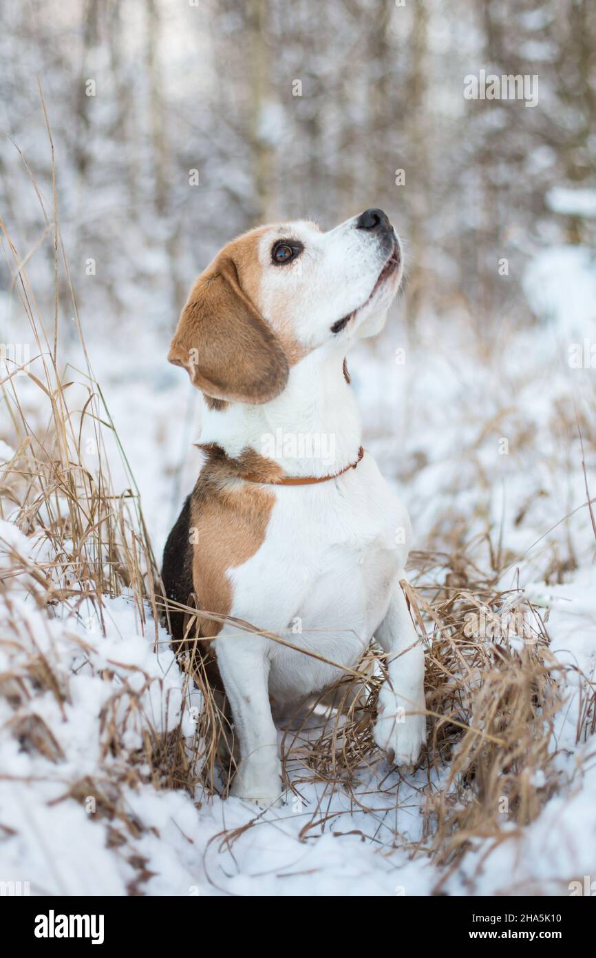 Beagle in the snow Stock Photo - Alamy