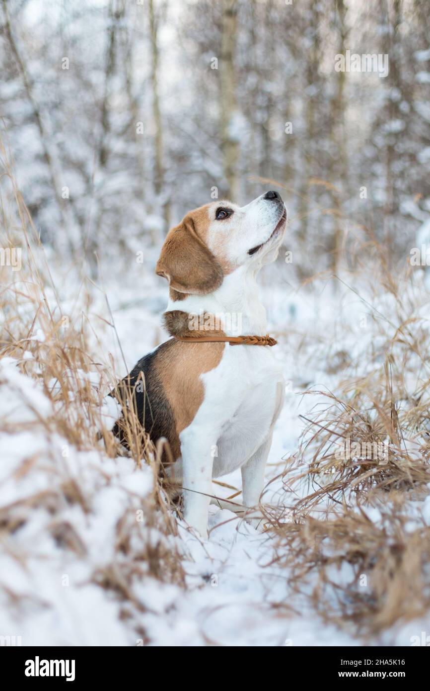 Beagle in the snow Stock Photo - Alamy