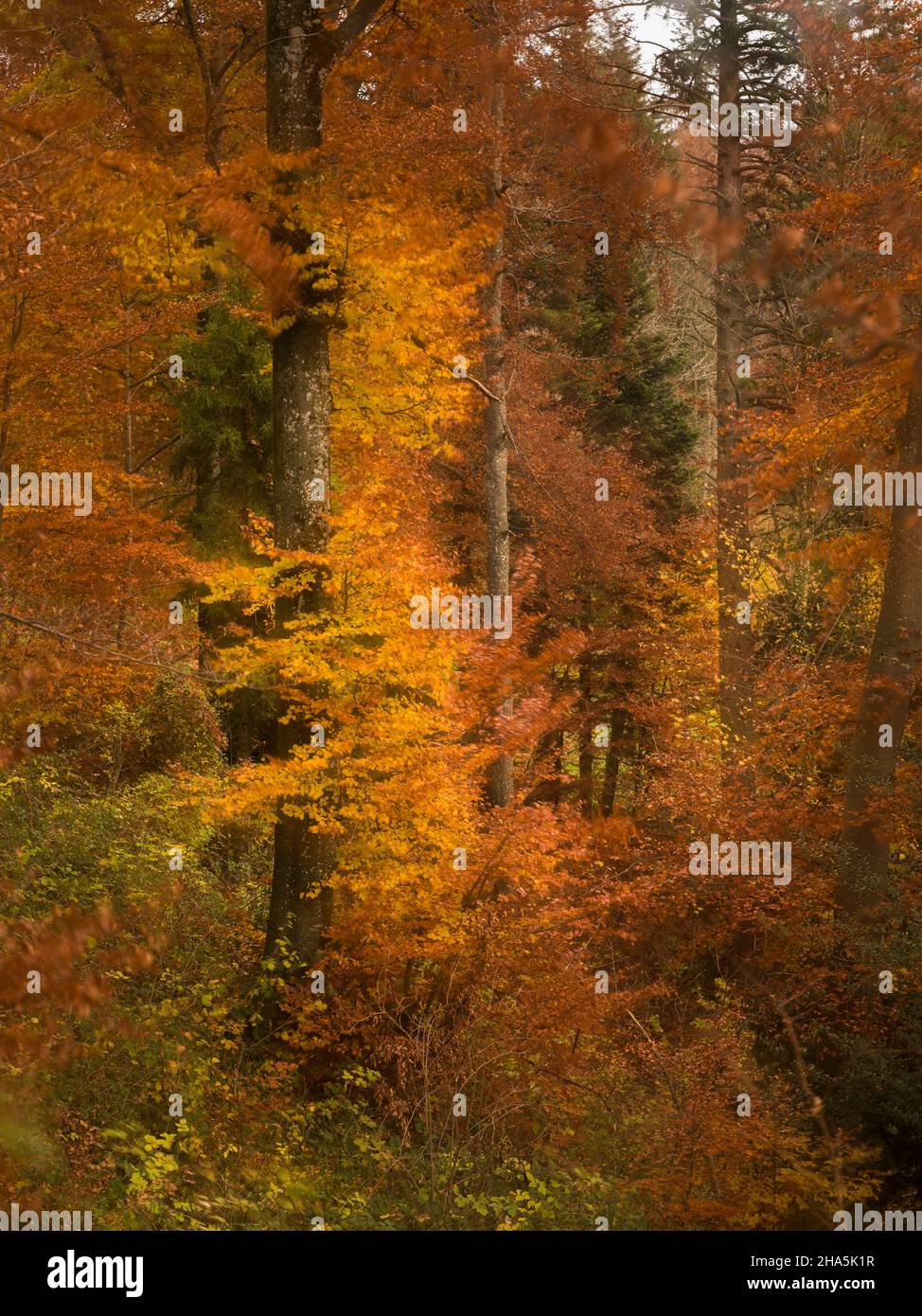 autumn forest,experimental long exposure Stock Photo - Alamy