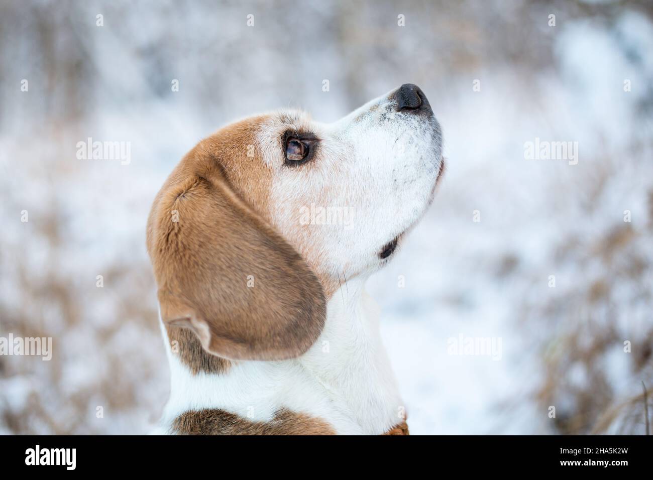Senior beagle hi-res stock photography and images - Alamy