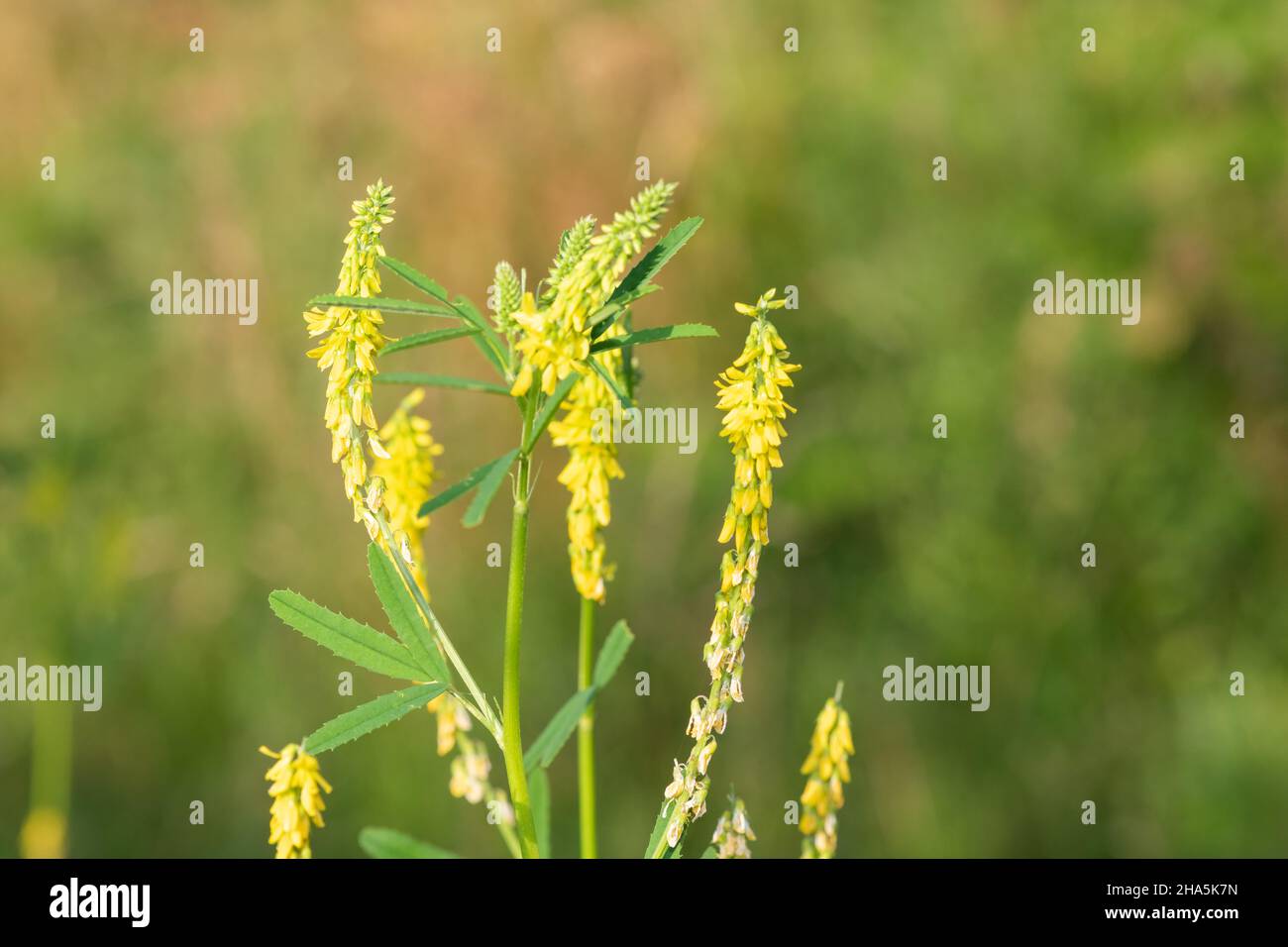 Close up of sweet yellow clover (melilotus officinalis) flowers in ...