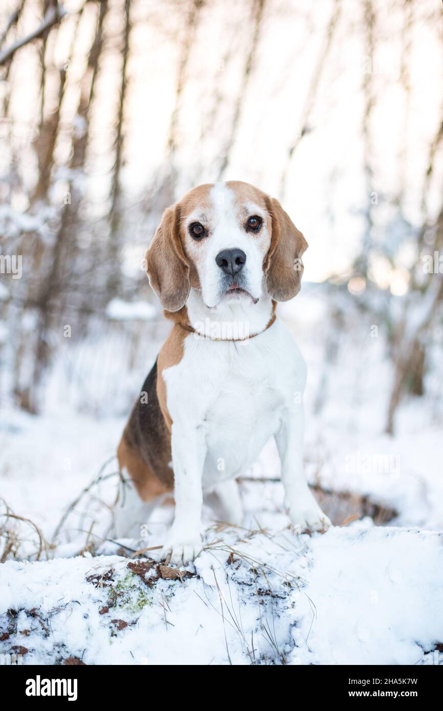 Beagle in the snow Stock Photo - Alamy