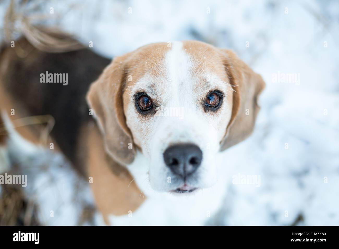 Beagle in the snow Stock Photo - Alamy