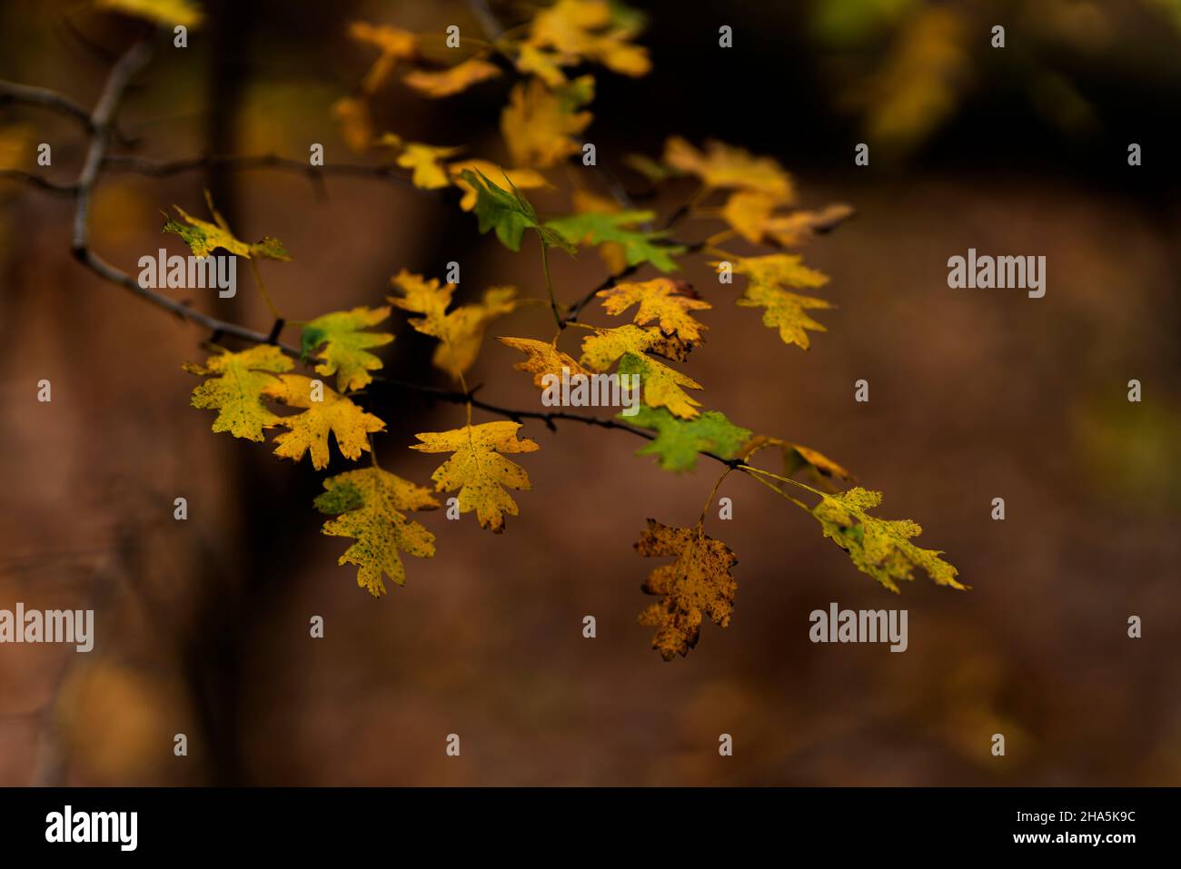 discolored tree leaves on a young tree in autumn,very shallow depth of ...