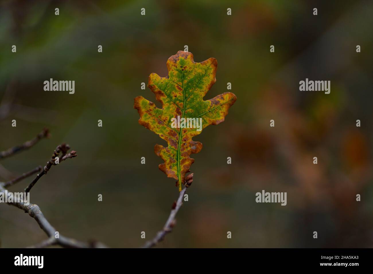 Single tree leaf on a young oak tree in autumn hi-res stock photography ...