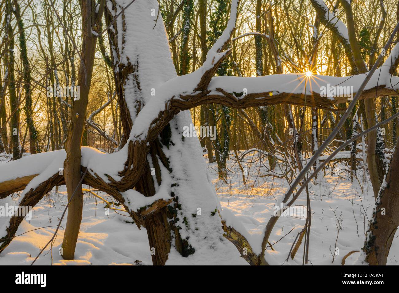 snowy deciduous forest in winter in germany shortly before sunset,snow ...