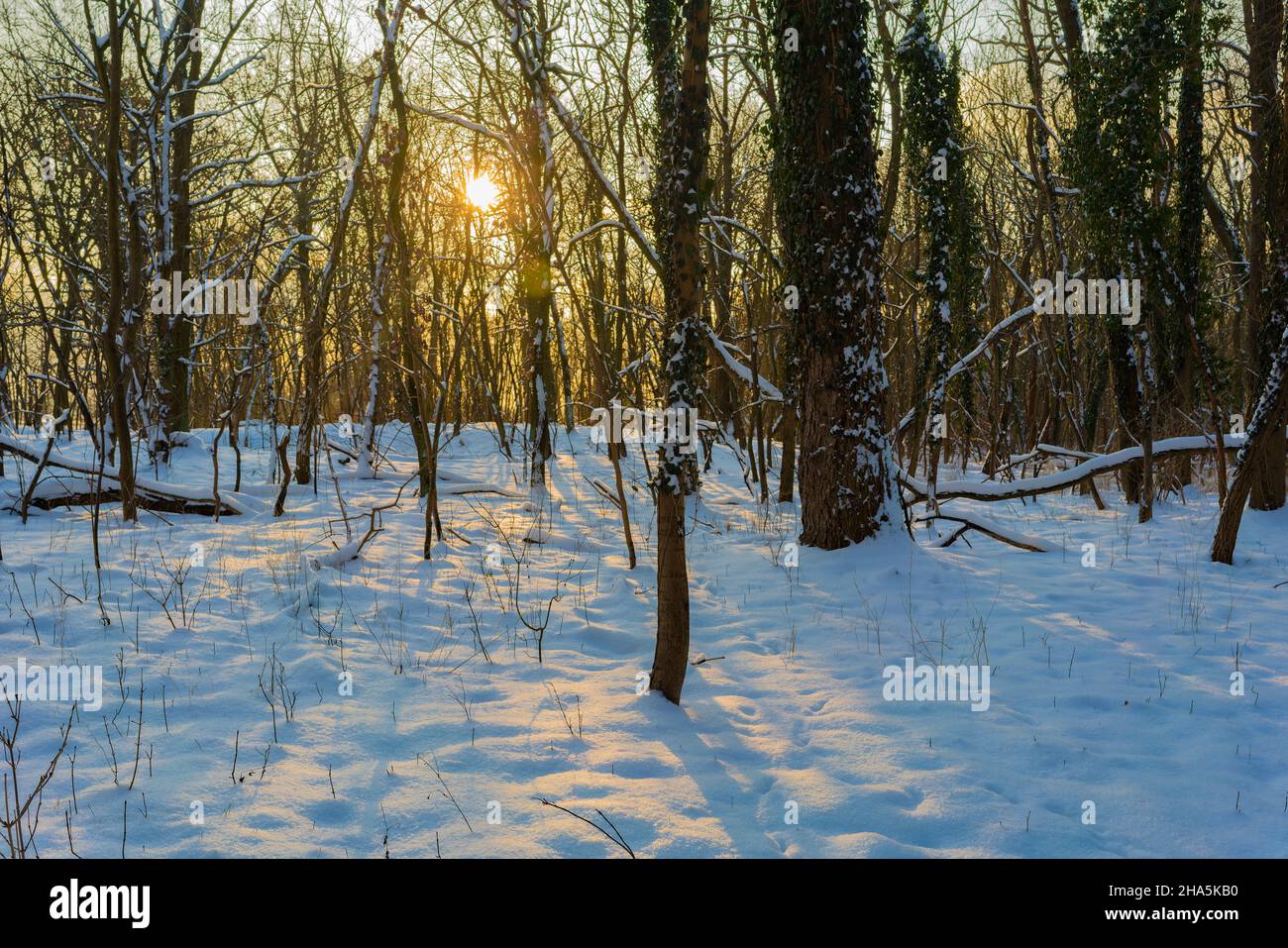 snowy deciduous forest in winter in germany shortly before sunset Stock ...