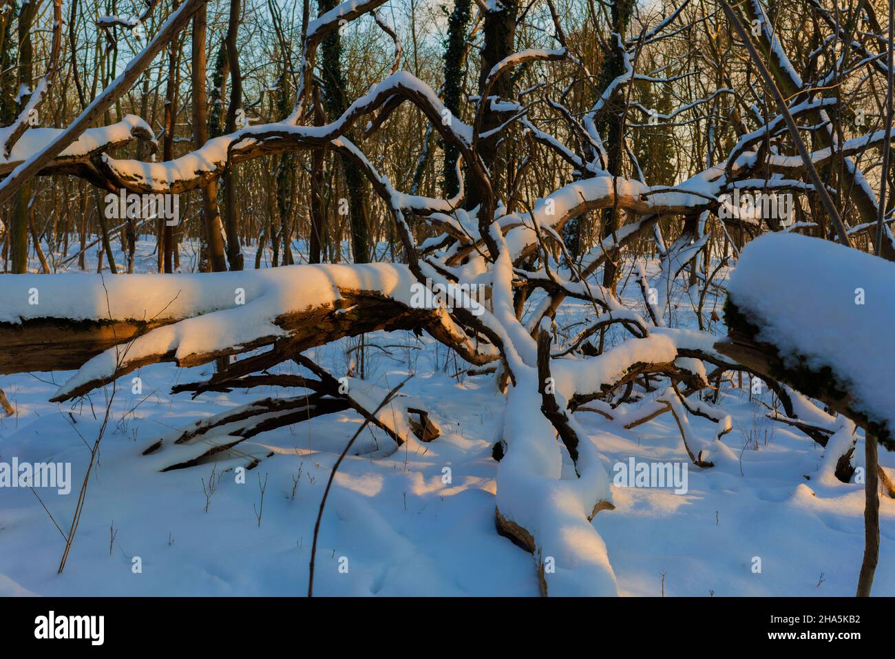 snowy deciduous forest in winter in germany shortly before sunset,snow ...