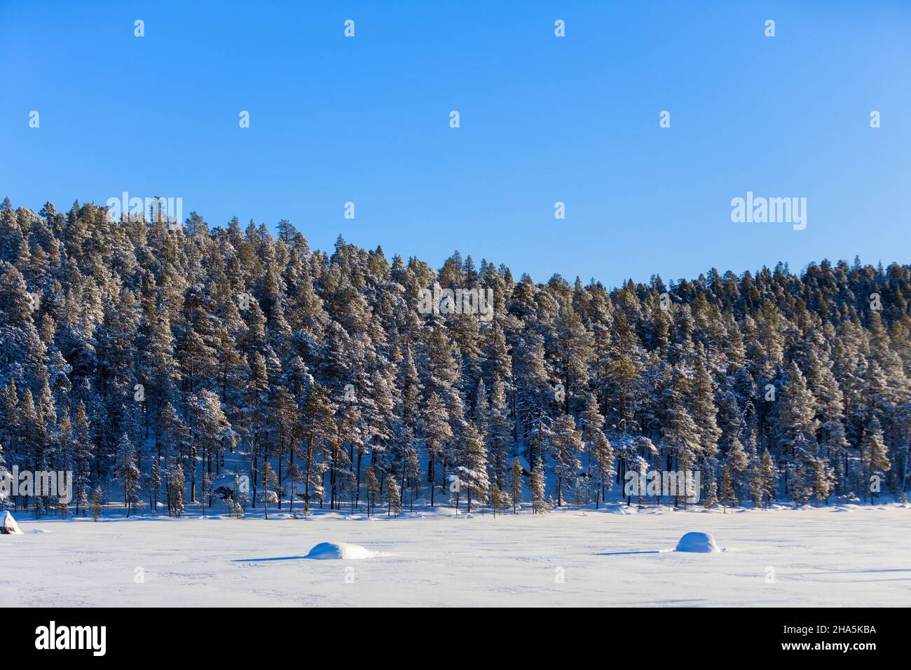 snow-covered fir forest,ivalo,finland,scandinavia Stock Photo - Alamy