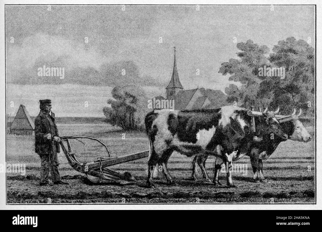East Prussian Zoche: plowing with cattle Stock Photo - Alamy