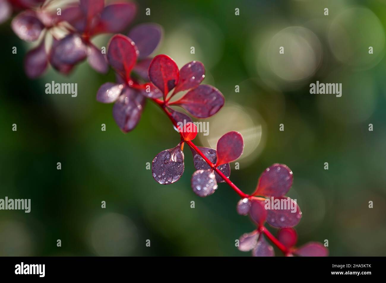 red leaves of barberry (berberis) and water droplets glow in the autumn ...
