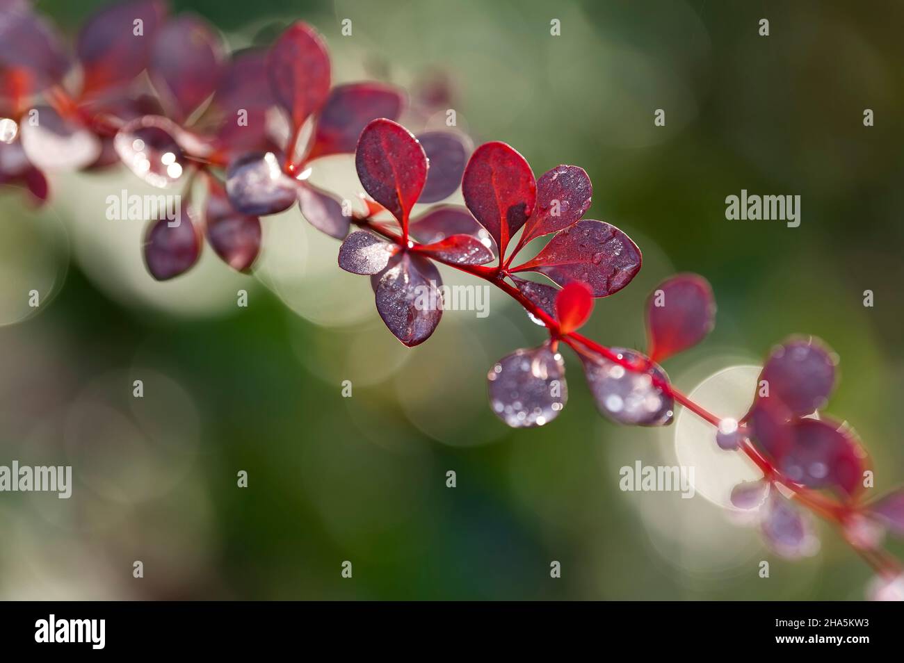 red leaves of barberry (berberis) and water droplets glow in the autumn ...
