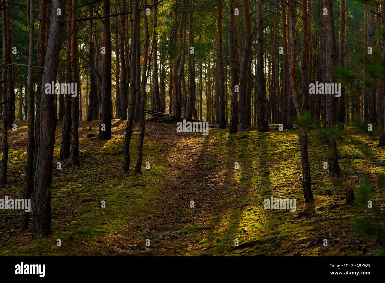 small narrow forest path for hiking and cycling in a pine forest Stock ...