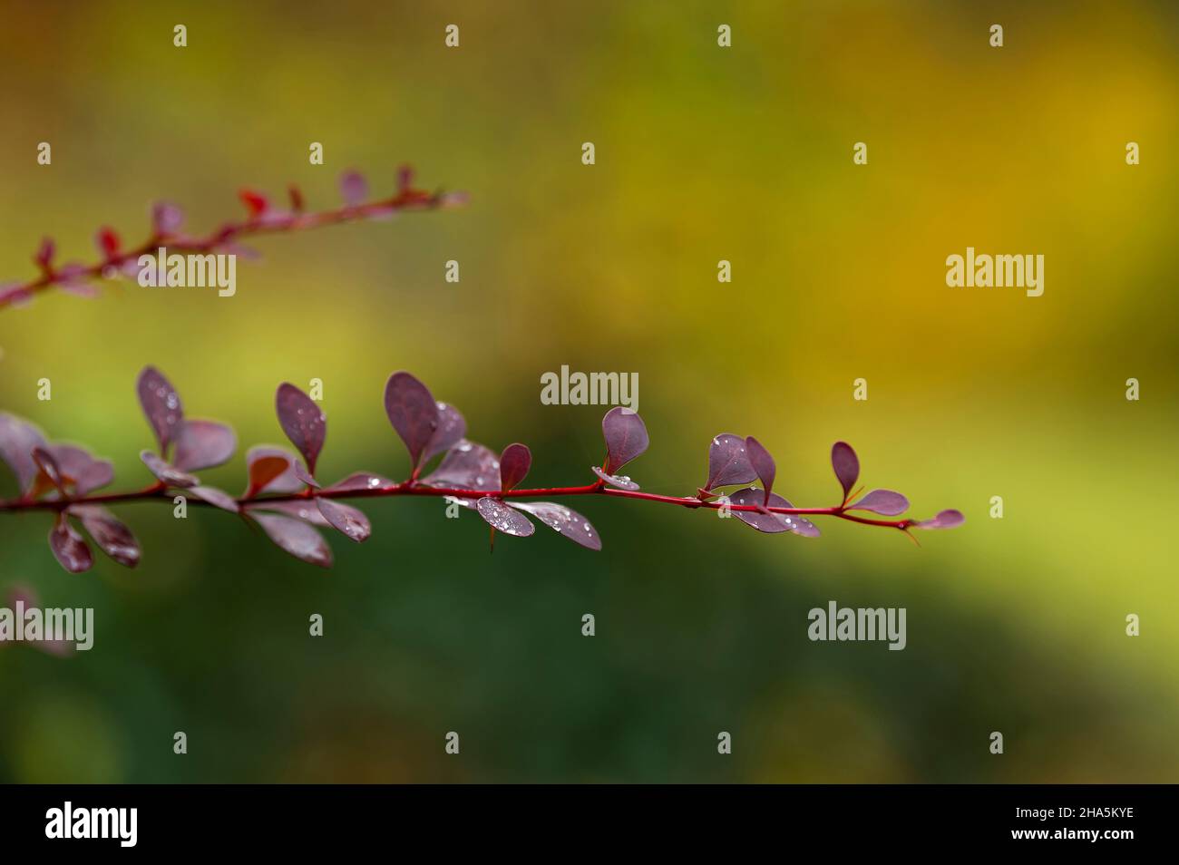 Branches of barberry berberis with red colored leaves hi-res stock ...