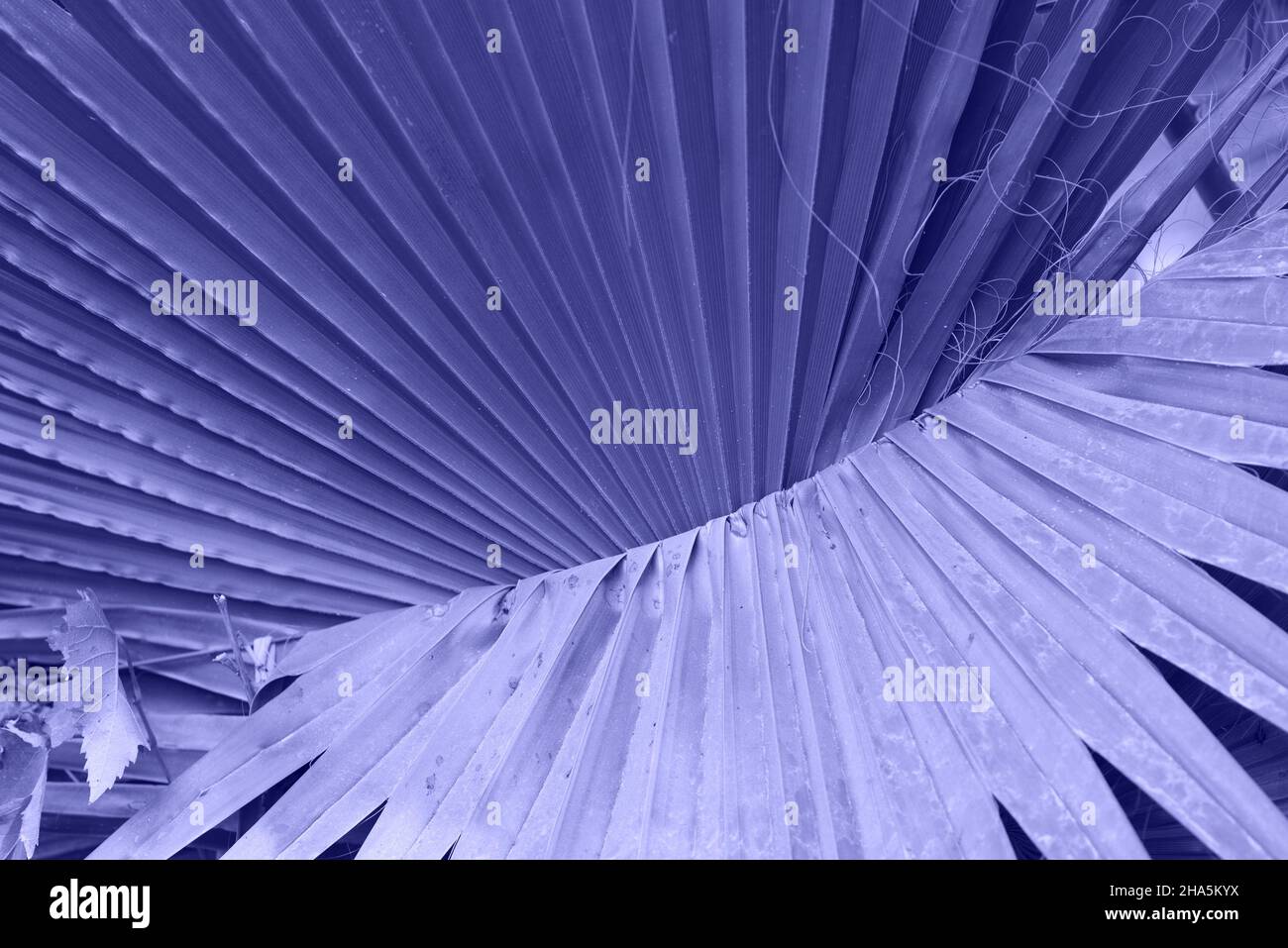 Photography of the palm leaf colored in trendy 2022 very pery color ...