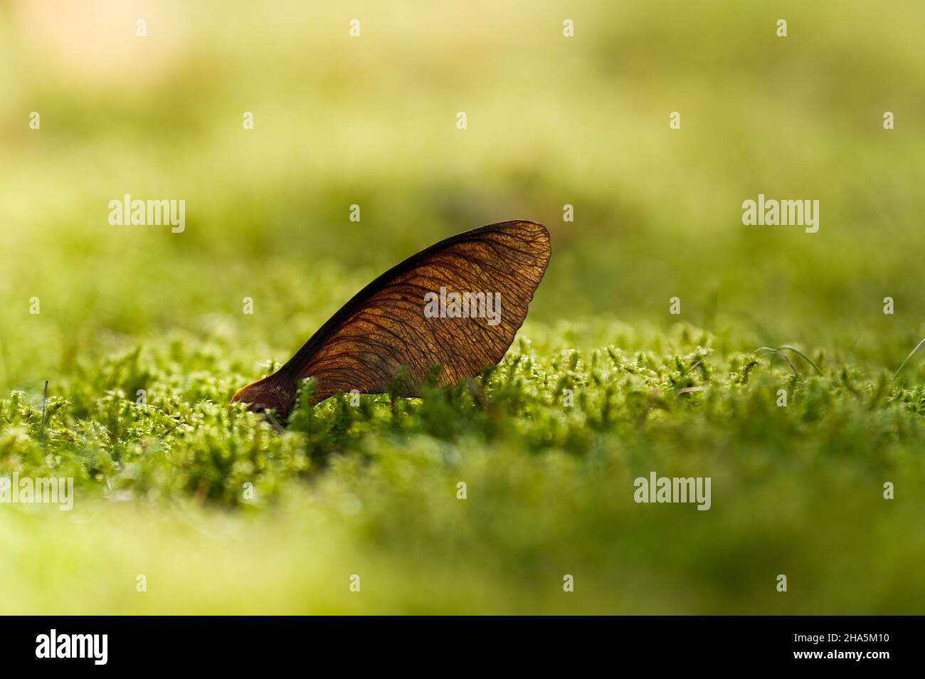 maple fruit in a moss carpet,the filigree structure of the seed wing ...