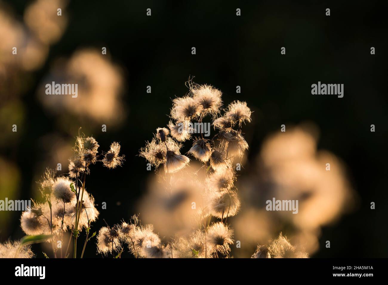 Seed pods glow in the backlight hi-res stock photography and images - Alamy
