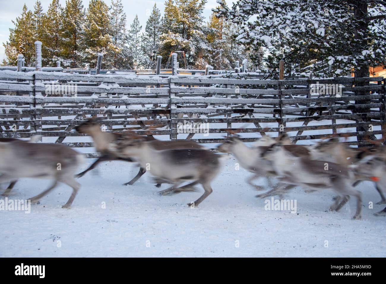 Reindeer running into a gate hi-res stock photography and images - Alamy