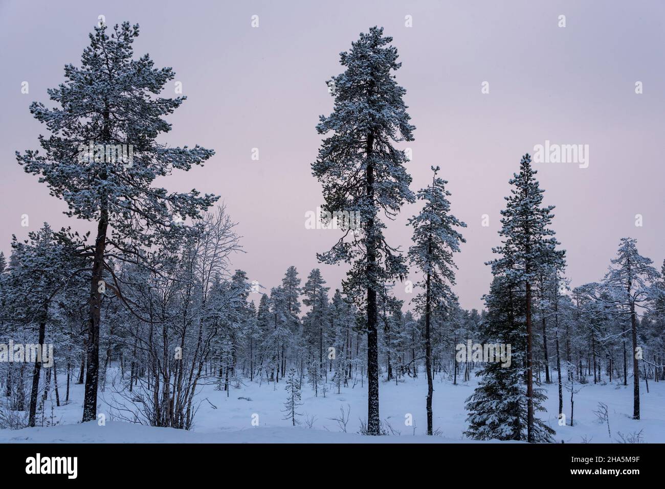 snow-covered forest at vuontisjärvi,lapland,finland Stock Photo - Alamy