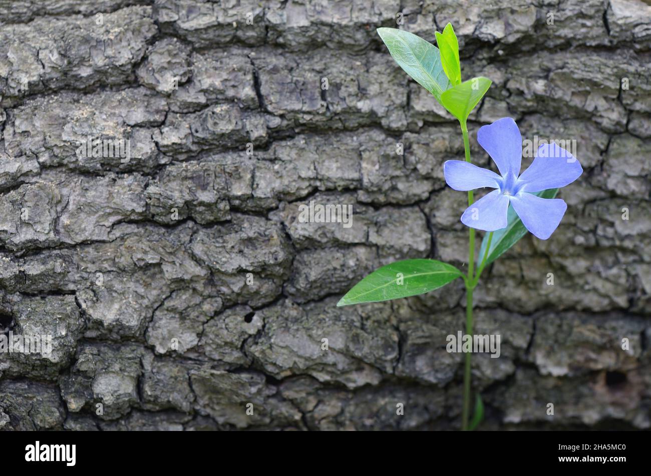 Periwinkle flower on the background of a fallen tree bark. The natural ...
