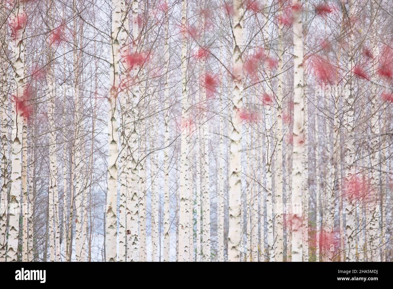Native european trees hi-res stock photography and images - Alamy
