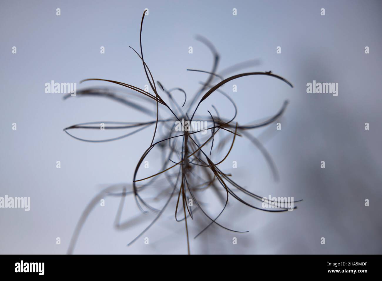 Fruit cluster hi-res stock photography and images - Alamy