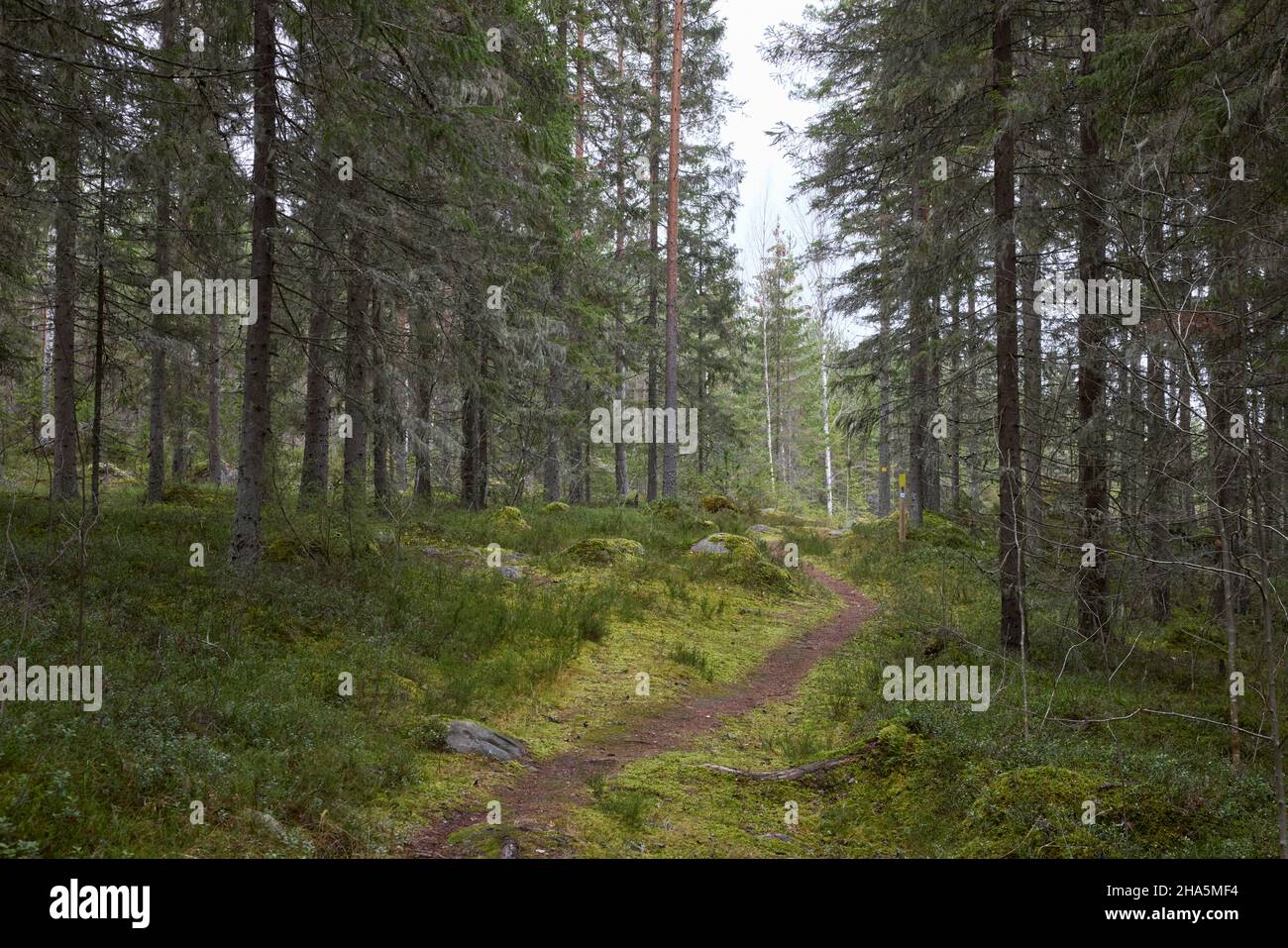 Finland forest hi-res stock photography and images - Alamy