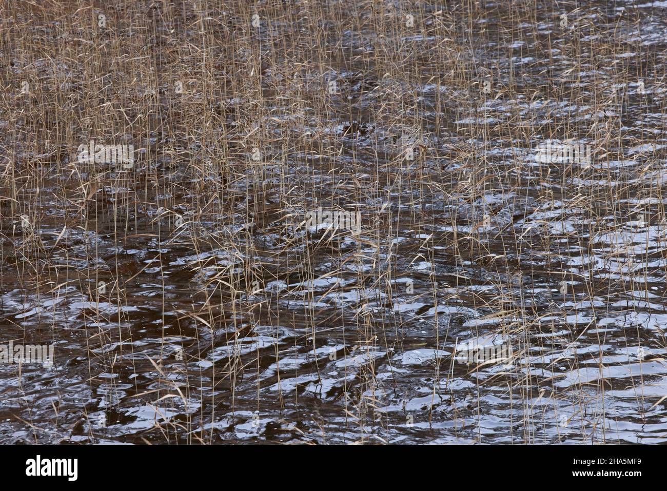 belt of reeds,reeds Stock Photo - Alamy