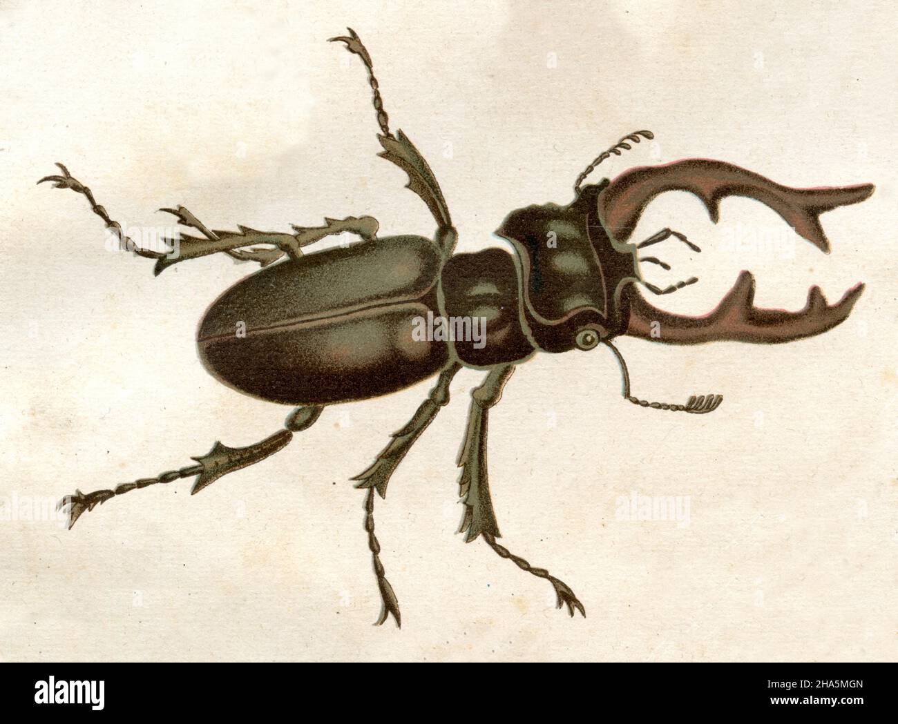 Lucanus cervus illustration hi-res stock photography and images - Alamy