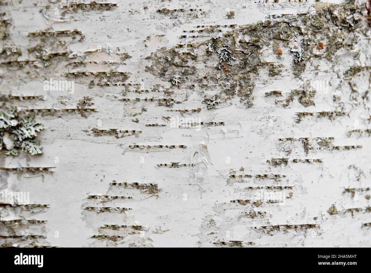Birch bark structure hi-res stock photography and images - Alamy