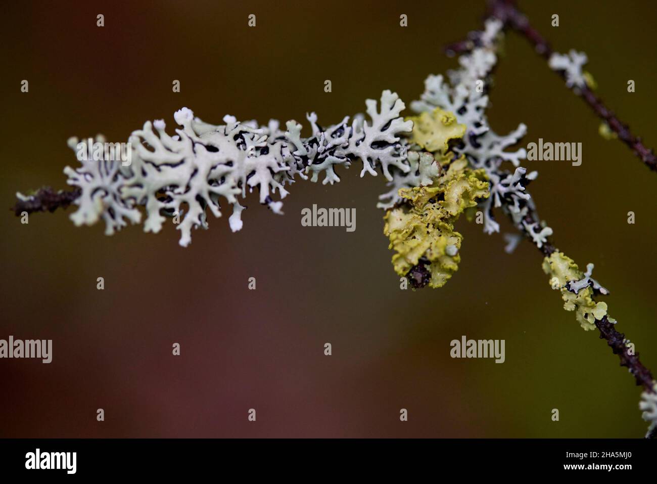 Macroscopic lichen hi-res stock photography and images - Alamy