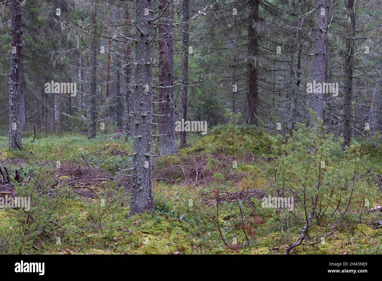 Finland forest hi-res stock photography and images - Alamy