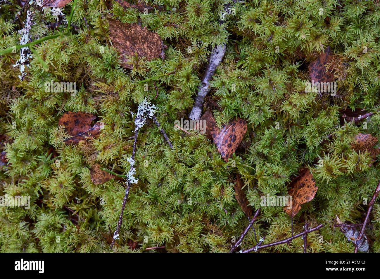 Forest floor moss hi-res stock photography and images - Alamy
