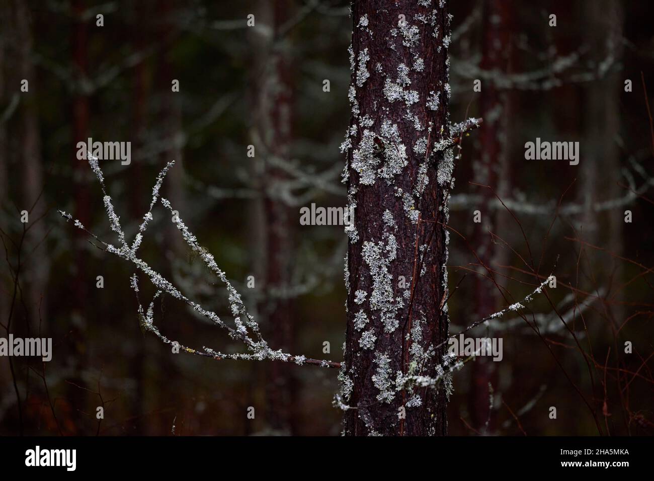 Brightly colored lichen hi-res stock photography and images - Alamy