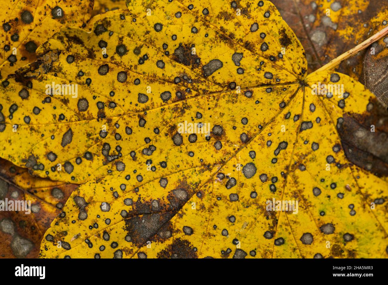 yellow maple leaf,close up,leaf structure and decomposition,autumn ...