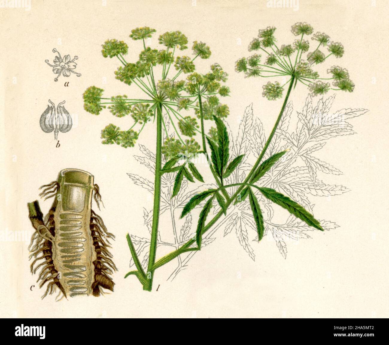Cowbane or Northern Water Hemlock Cicuta virosa, (encyclopedia, 1898 ...