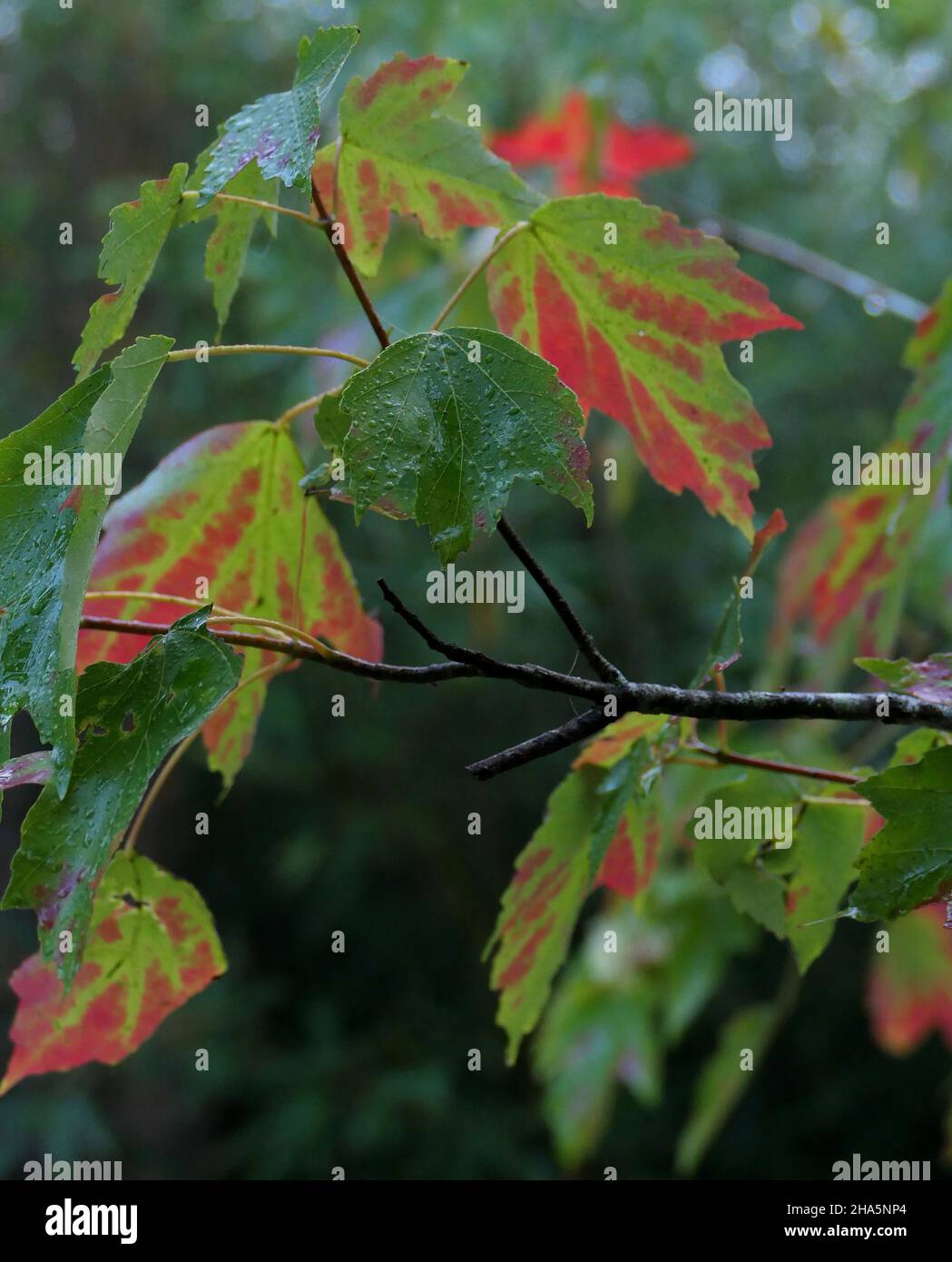 Maple leaves changing color Stock Photo - Alamy