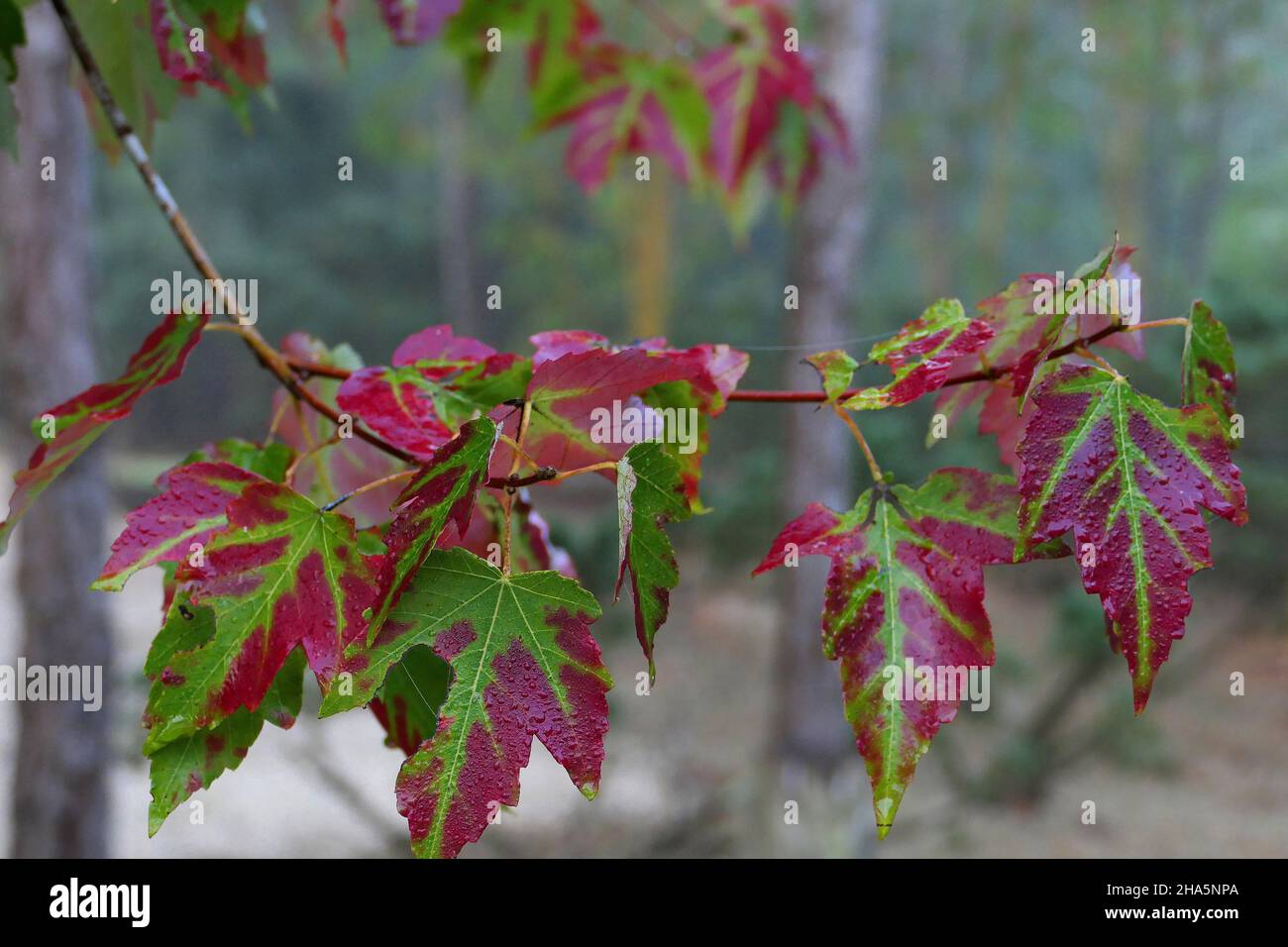 Maple leaves in Fall Stock Photo - Alamy
