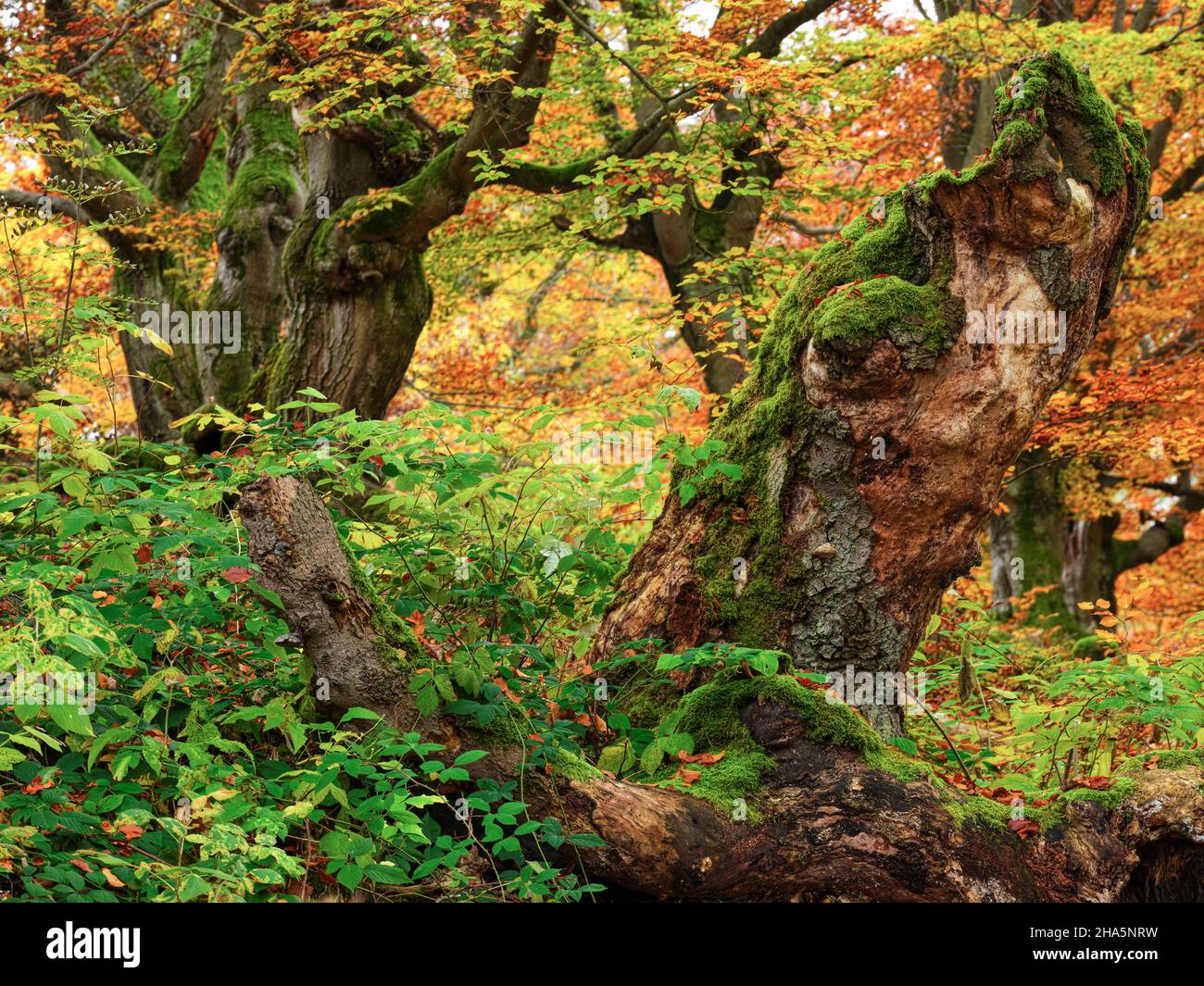 europe,germany,hesse,northern hesse,kellerwald-edersee nature park ...