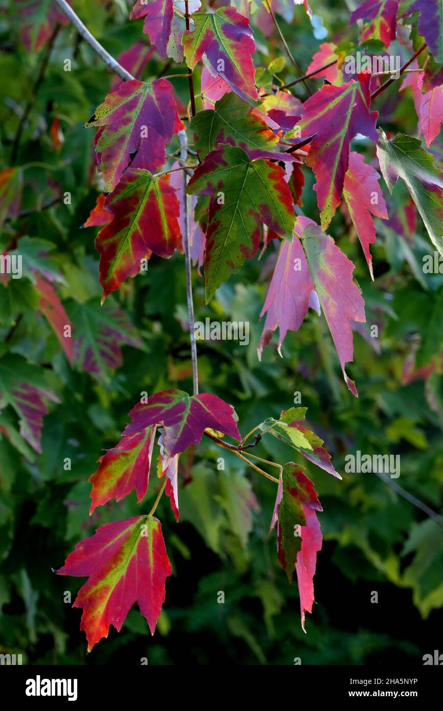 Maple Leaves in Fall Stock Photo - Alamy