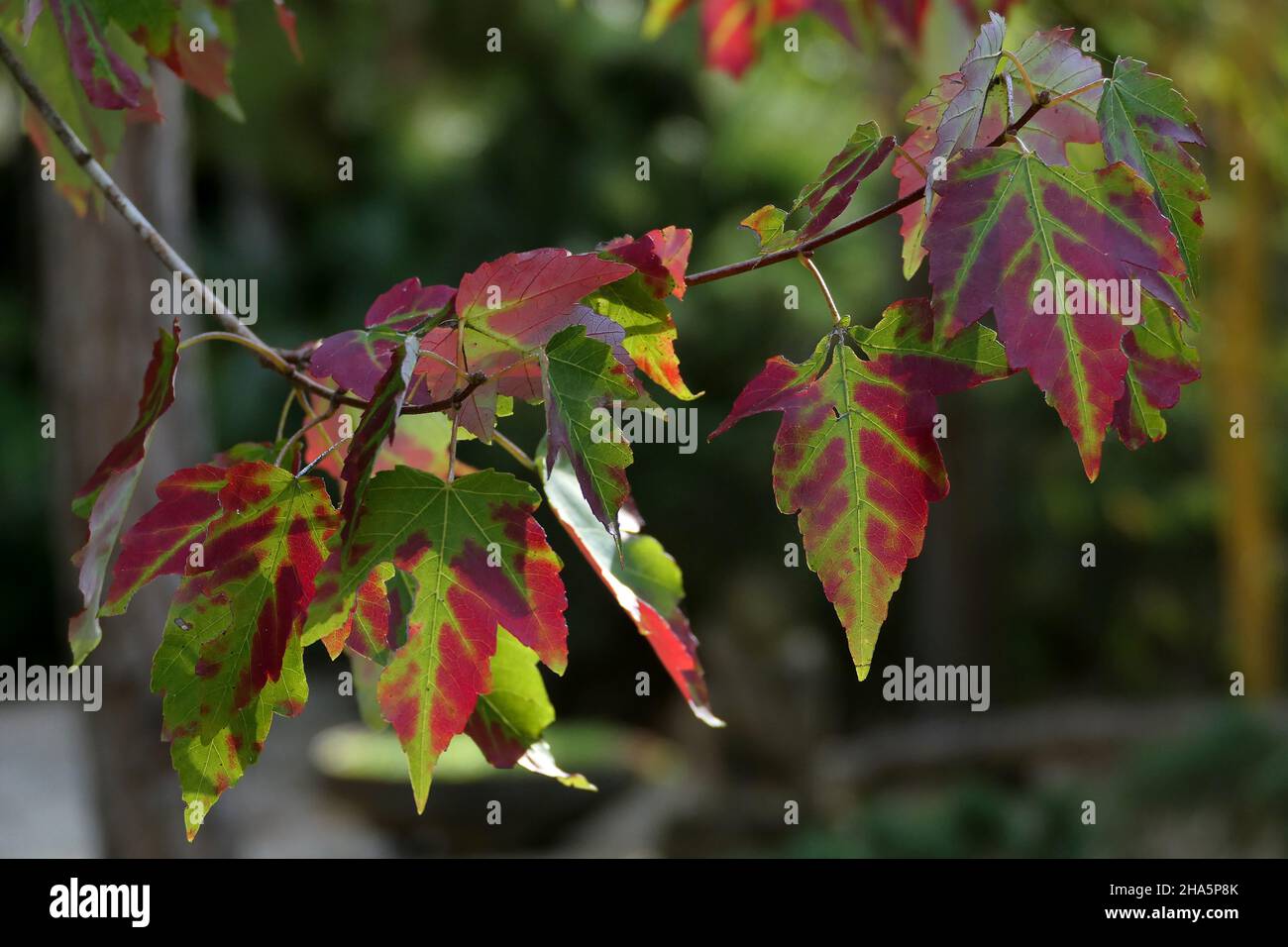 15 leaves hi-res stock photography and images - Alamy