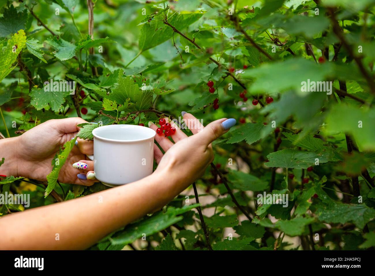 female hands collect red currants from a bush in a white cup close-up ...
