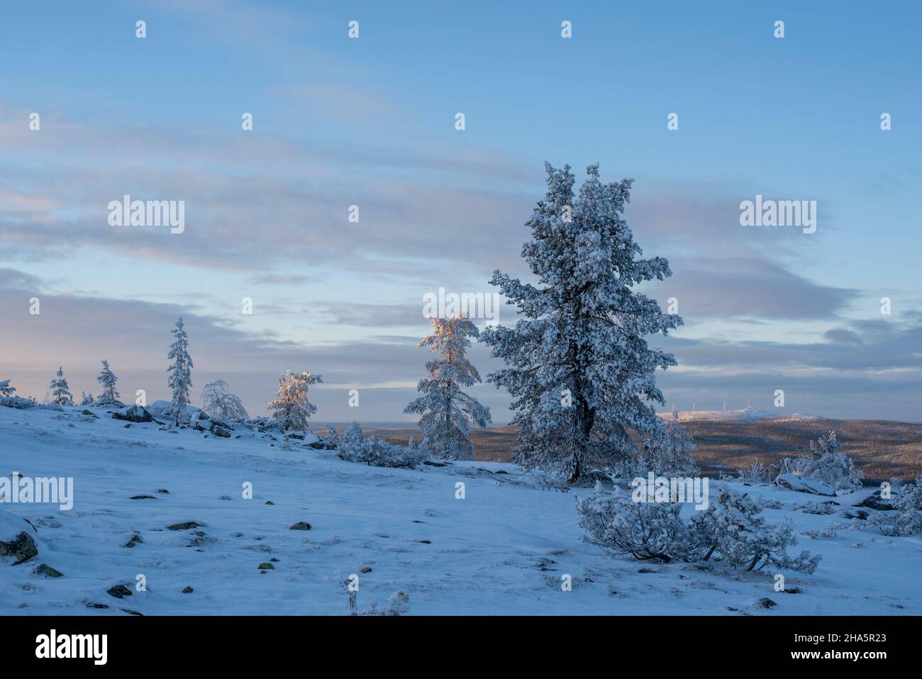 spruce trees,tree line on the särkitunturi,muonio,lapland,finland Stock ...