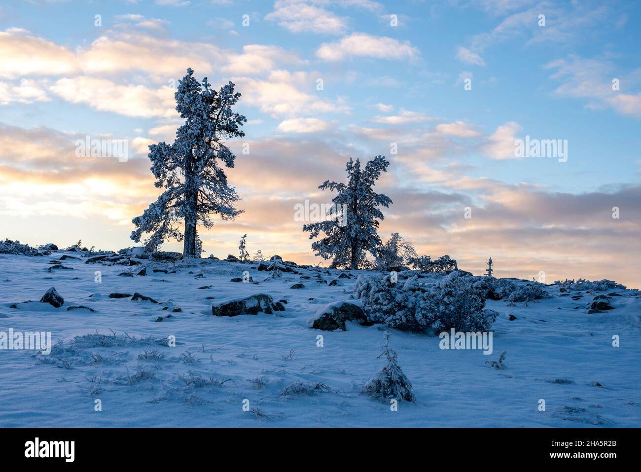spruce trees,tree line on the särkitunturi,muonio,lapland,finland Stock ...