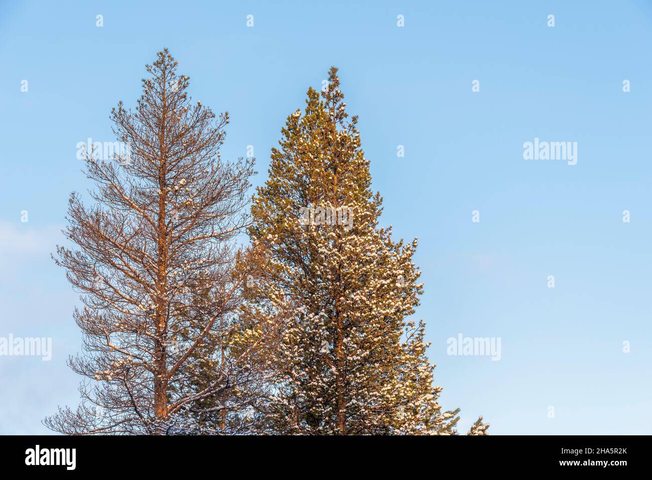 Conifers trees hi-res stock photography and images - Alamy