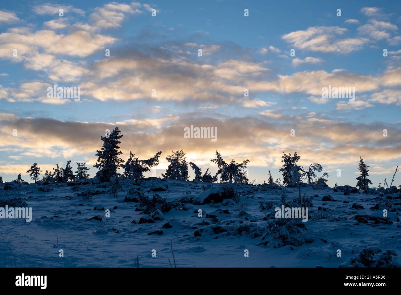 spruce trees,tree line on the särkitunturi,muonio,lapland,finland Stock ...