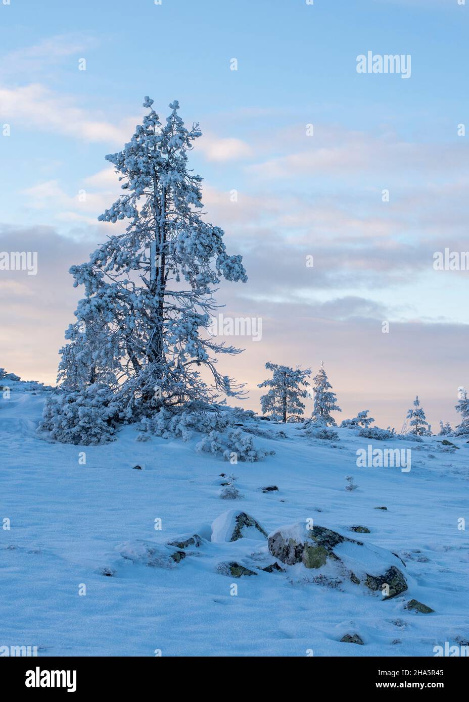 spruce trees,tree line on the särkitunturi,muonio,lapland,finland Stock ...