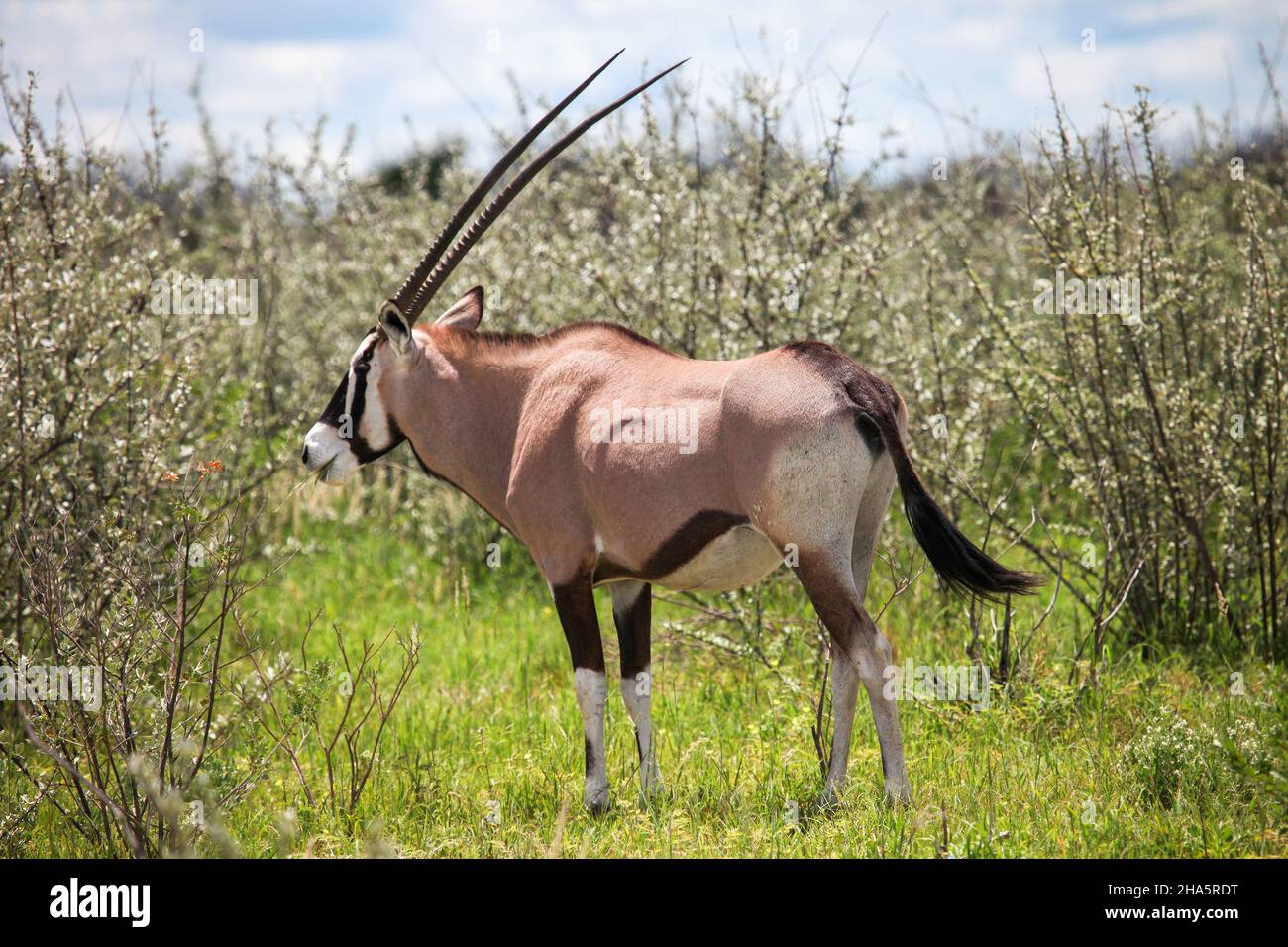 Oryx grazing in savanna hi-res stock photography and images - Alamy