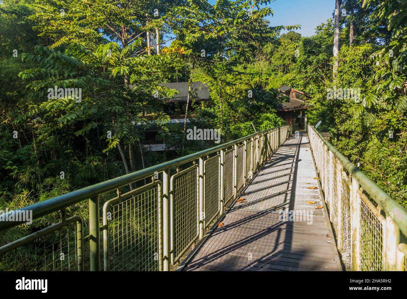 Rain rainforest bridge wood hi-res stock photography and images - Alamy