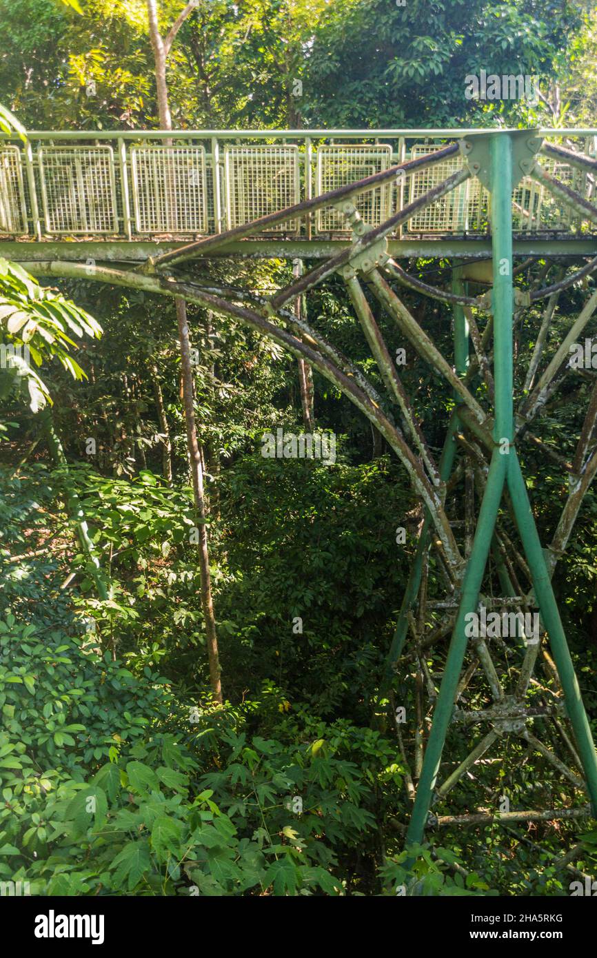 Canopy observation bridge in Rainforest Discovery Centre in Sepilok ...